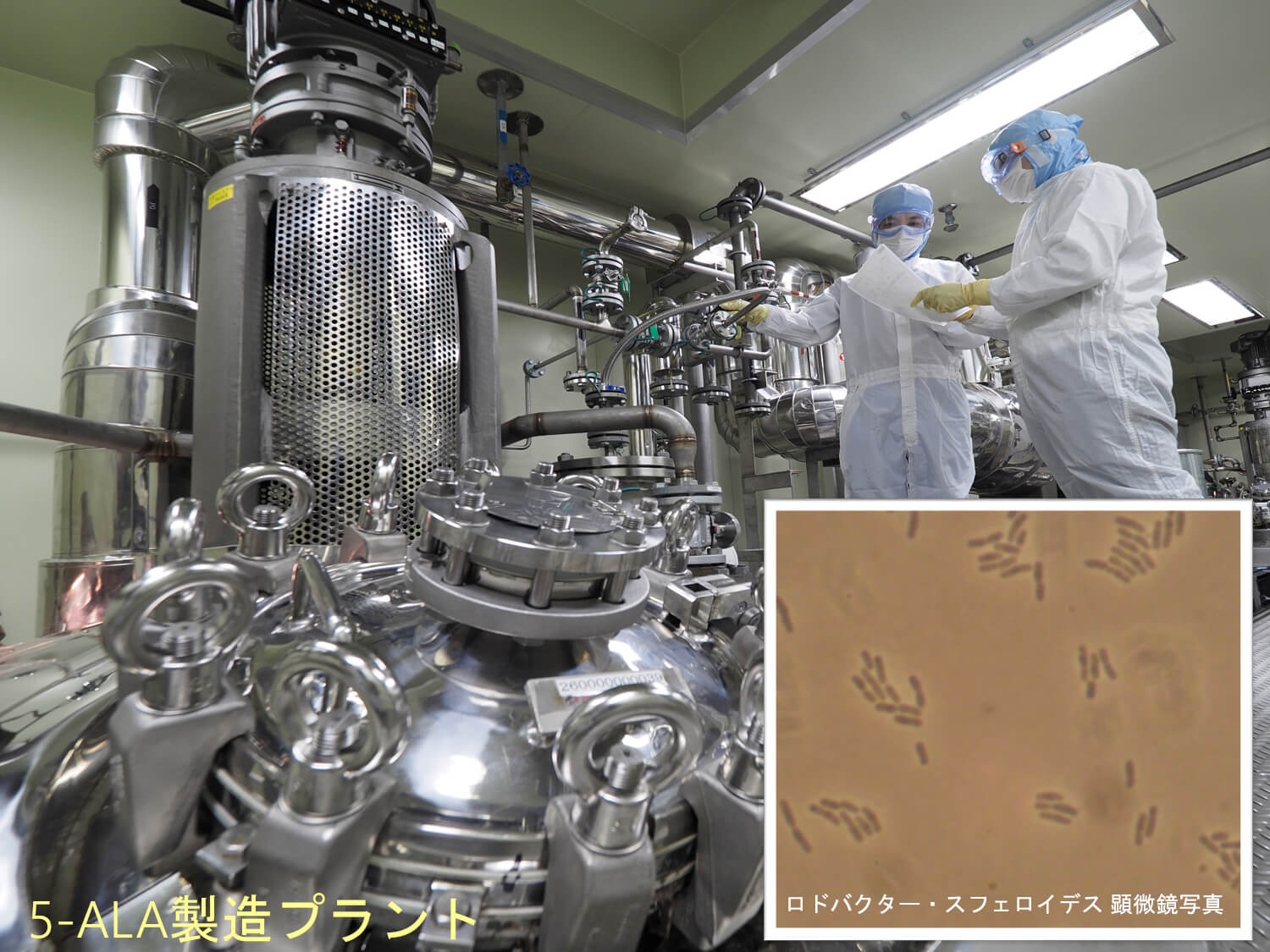 5-ALAとは - SBI Pharma